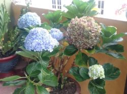 Kembangnya Menawan, Begini Cara Menanam dan Merawat Bunga Masamba ...