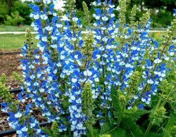 Salvia, Tanaman Hias dengan Bentuk Bunga Unik dengan Warna Mencolok