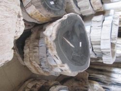 Fosil Kayu, Bongkahan Tumbuhan Purba dan 3 Fakta Menarik di Baliknya