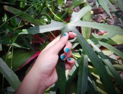 Mengenal Daun Gedi, Sayuran Hijau Khas Manado yang Kaya Manfaat